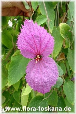 Dalechampia spathulata - Perlenpflanze - Euphorbiaceae ...