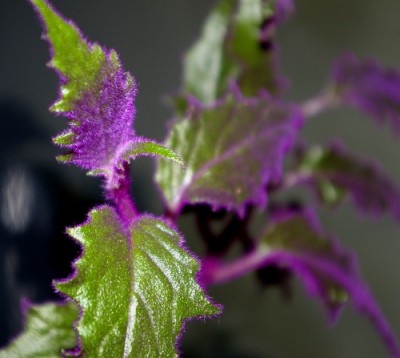 Lila & flauschig ? Gynura aurantiaca (Samtpflanze) · Pflanzenbestimmung ...
