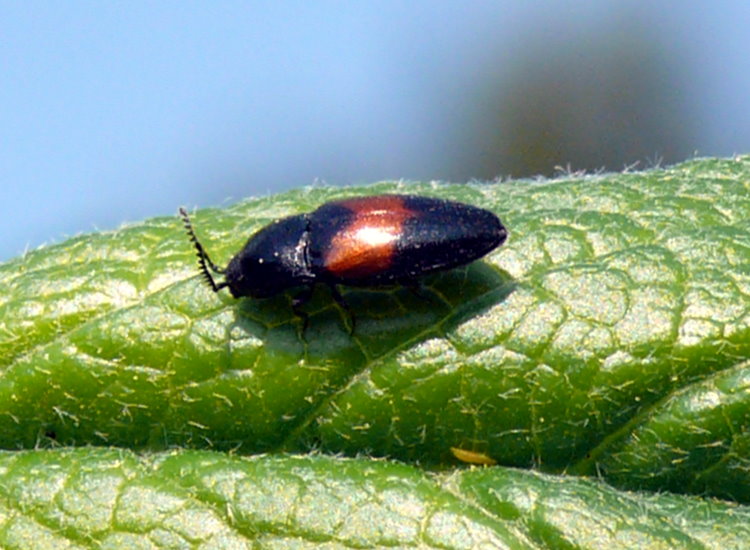 Käferle - Lissomidae-Holzblattkäfer-Drapetes cinctus - Tiere & Tierwelt ...