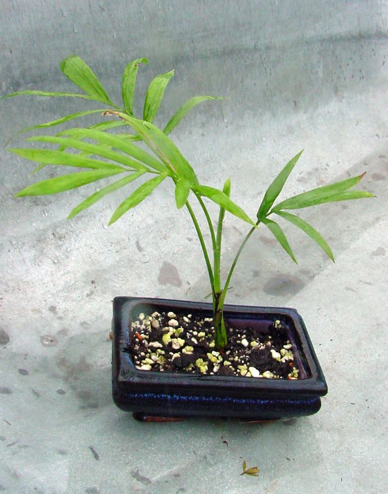 Bergpalme ( Chamaedorea elegans ) - Pflanzen & Botanik - GREEN24 Hilfe ...