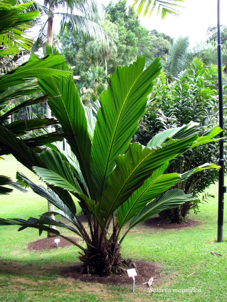Salacca magnifica - Salakpalme - Pflanzenlexikon & Steckbriefe ...