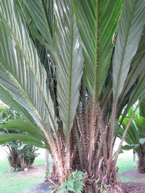 Salacca magnifica - Salakpalme - Pflanzenlexikon & Steckbriefe ...