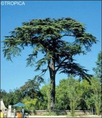 Cedrus libani - Libanon-Zeder - Anleitungen Saatgut & Samen & Sorten ...