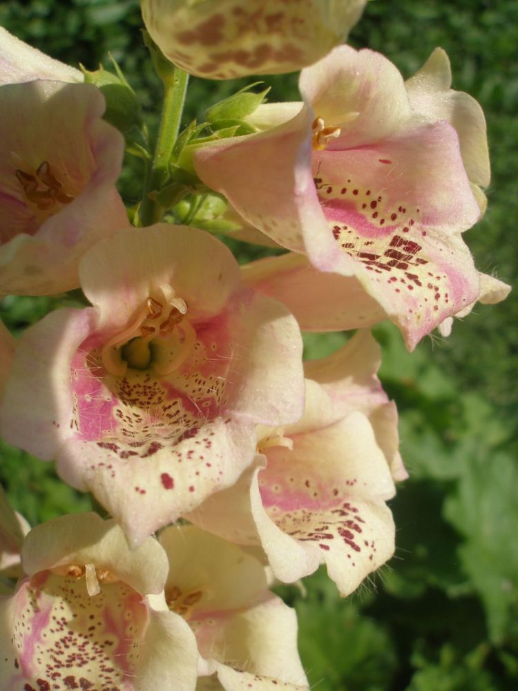 Fingerhüte - Digitalis - alle Arten, Sorten und Hybriden - Beliebte ...