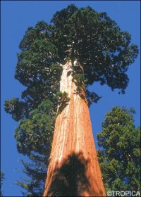 Sequoiadendron gigantea - Berg-Mammutbaum - Anleitungen Saatgut & Samen ...